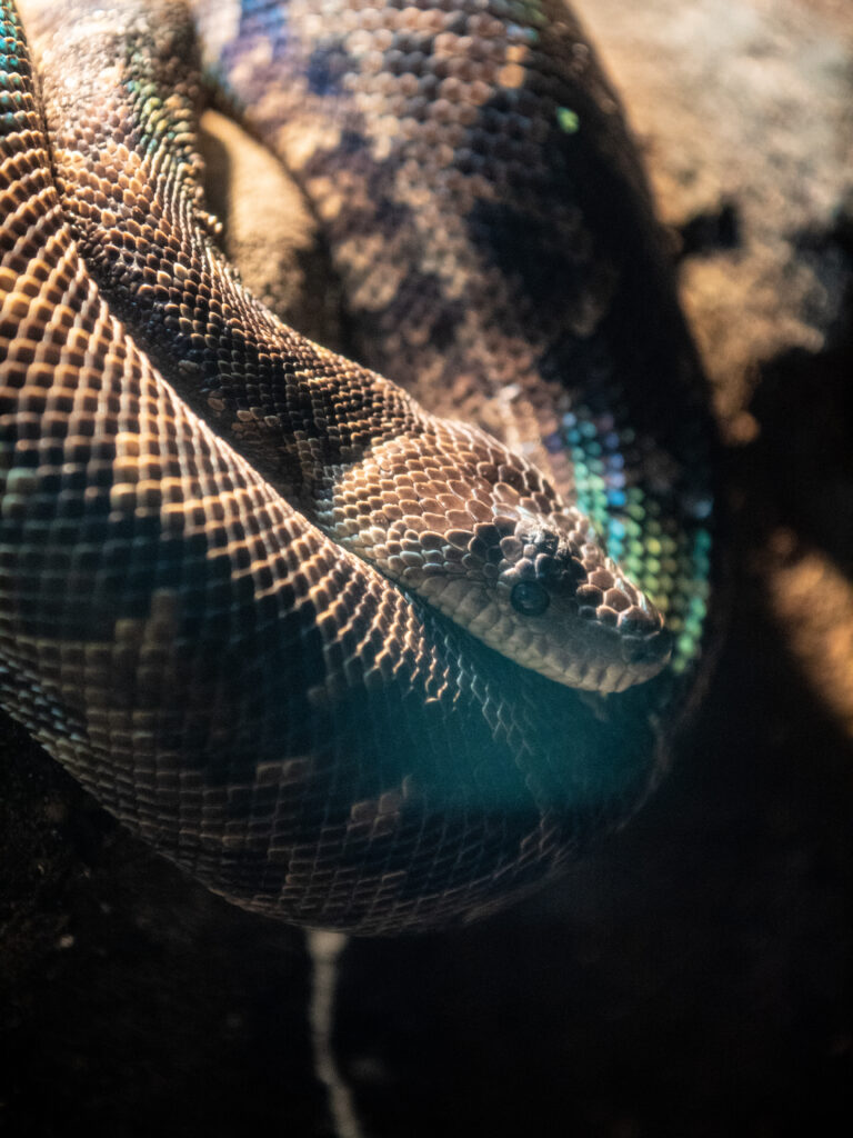 Red Panda - Zoo Santo Inácio